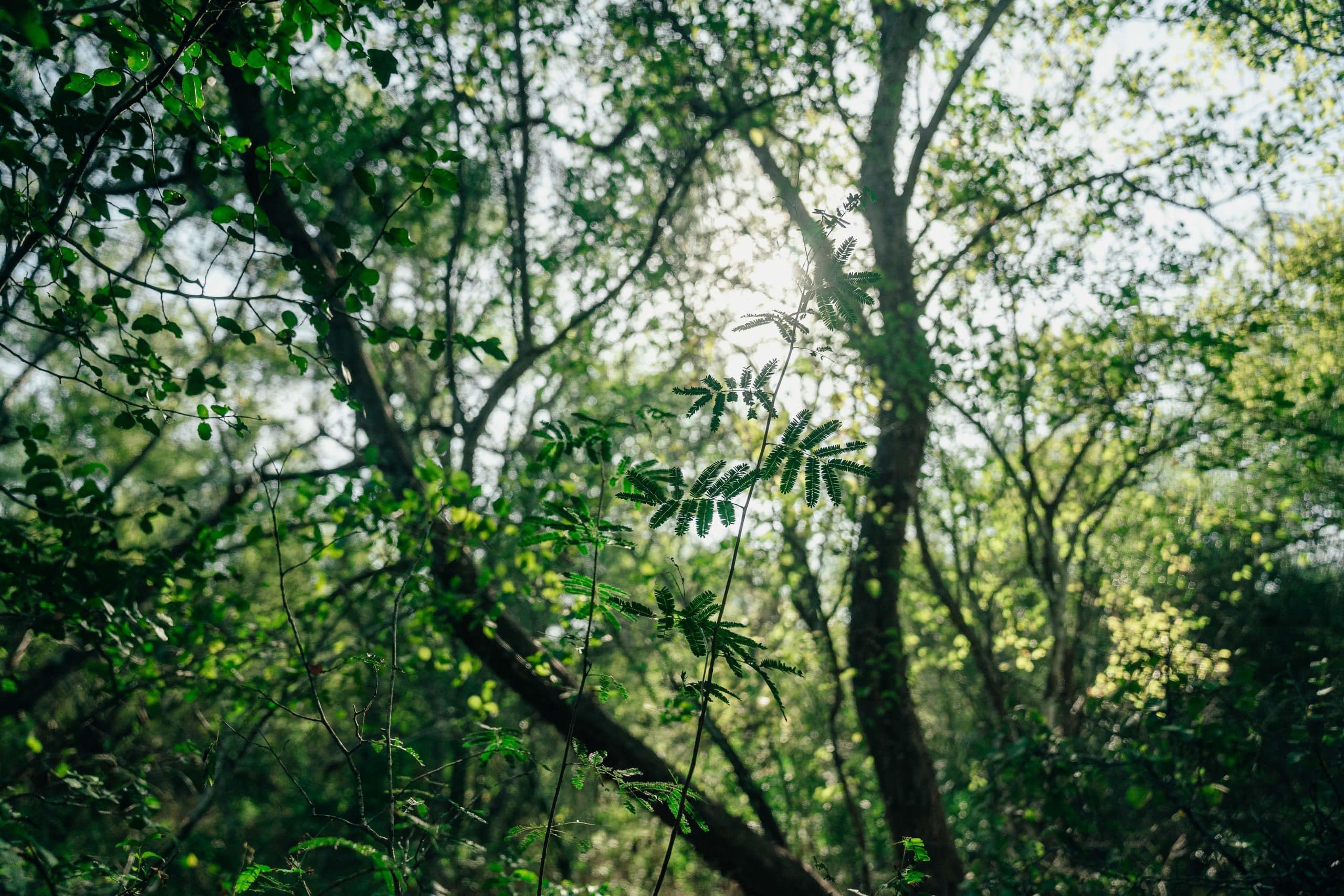 REDD+ Corazón Verde del Chaco Project commences CCB Verification public ...